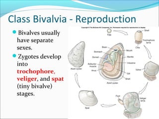 Mollusca, bivalvia modified geology | PPT