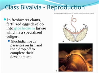 Mollusca, bivalvia modified geology | PPT