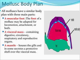Mollusca, bivalvia modified geology | PPT