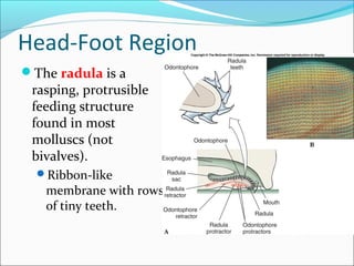 Mollusca, bivalvia modified geology | PPT