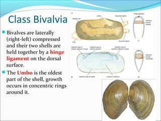 Phylum Mollusca Class Bivalvia