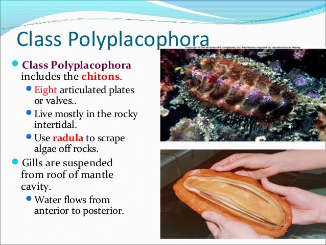 Mollusca, bivalvia modified geology