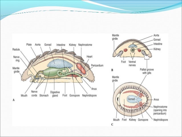 Mollusca, bivalvia modified geology