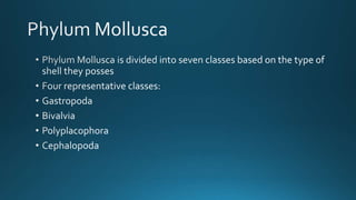 Mollusca classfication | PPT