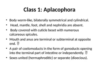 Mollusca Classification upto Class Level | PPTX
