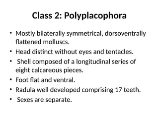 Mollusca Classification upto Class Level | PPTX