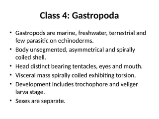 Mollusca Classification upto Class Level | PPTX