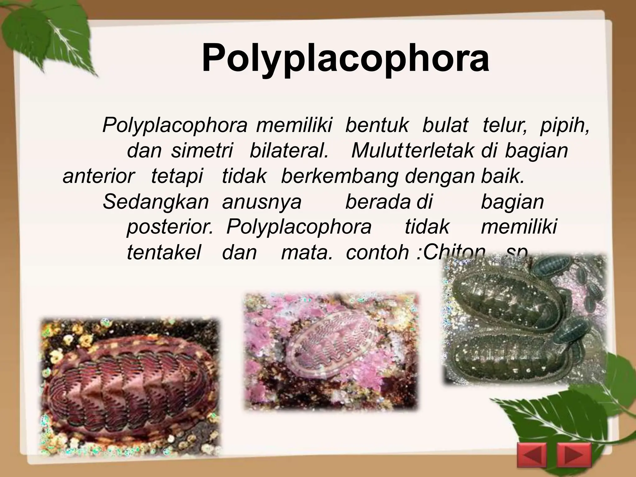 mollusca dan arthropoda biologi kelas 10 | PPT