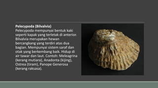 Mollusca dan Echinodermata Presentations | PDF