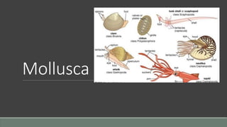 Mollusca dan Echinodermata Presentations | PDF
