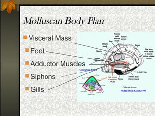 Mollusca dunia hewan | PPT