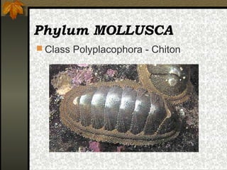Mollusca dunia hewan | PPT
