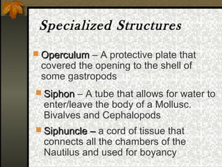 Mollusca dunia hewan | PPT