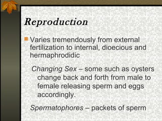 Mollusca dunia hewan | PPT