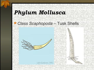 Mollusca dunia hewan | PPT