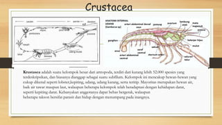 Mollusca, echinodermata & artropoda | PPTX