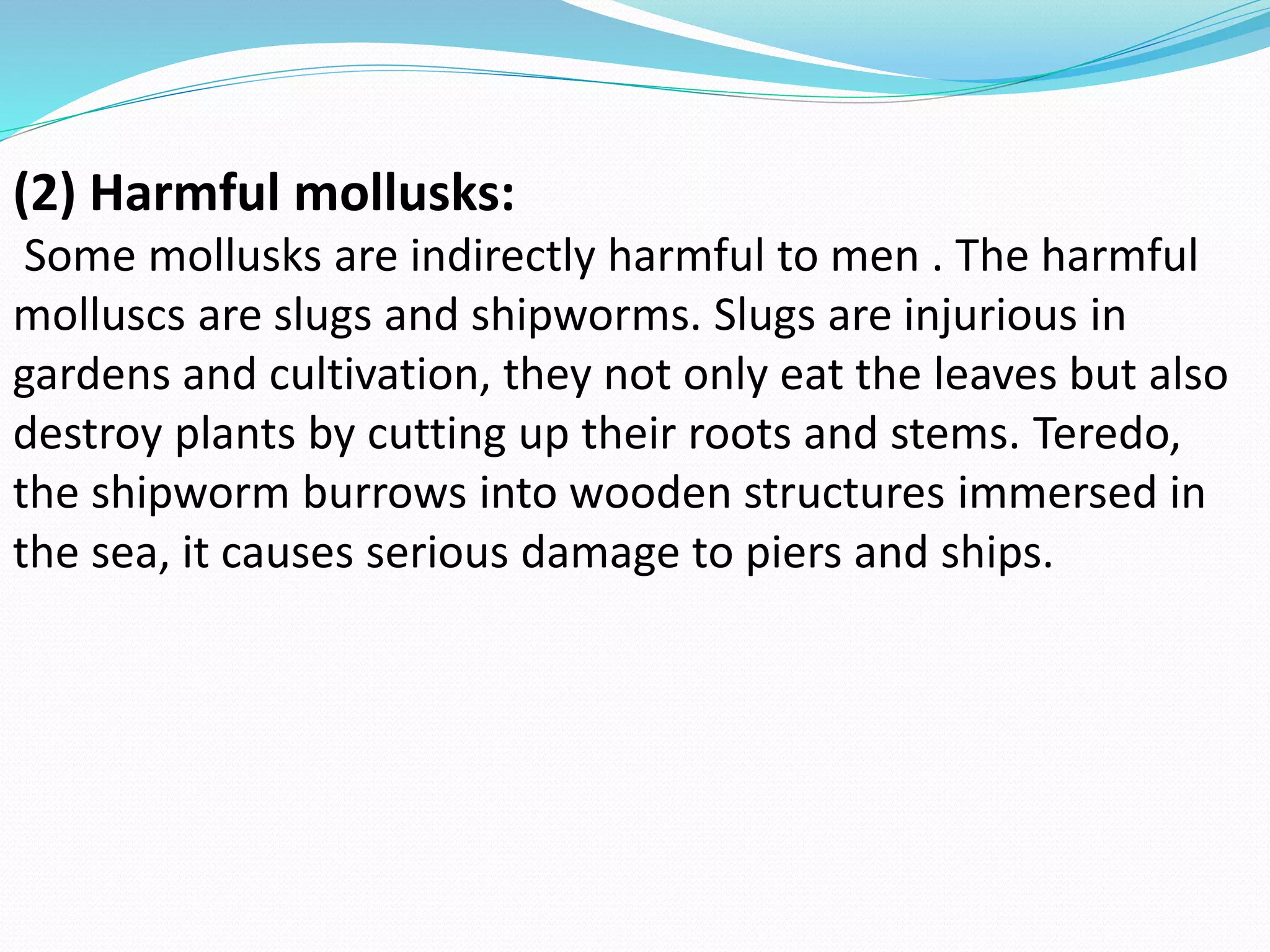 Clear Concept in Phylum Mollusca | PPTX