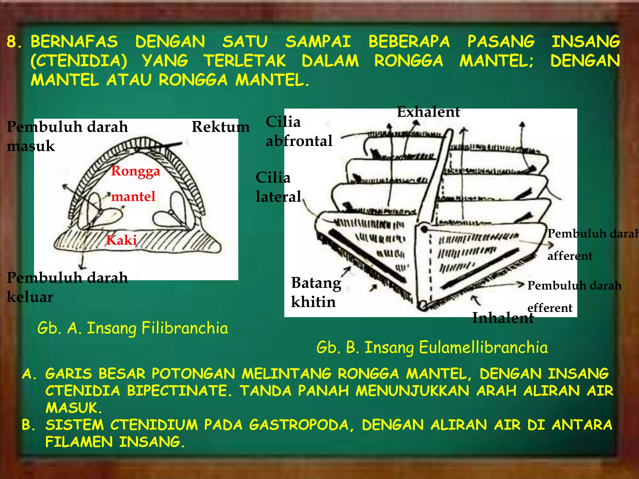 BIOLOGI : MOLLUSCA | PPTX