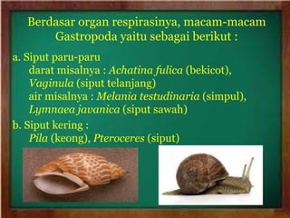 BIOLOGI : MOLLUSCA | PPTX