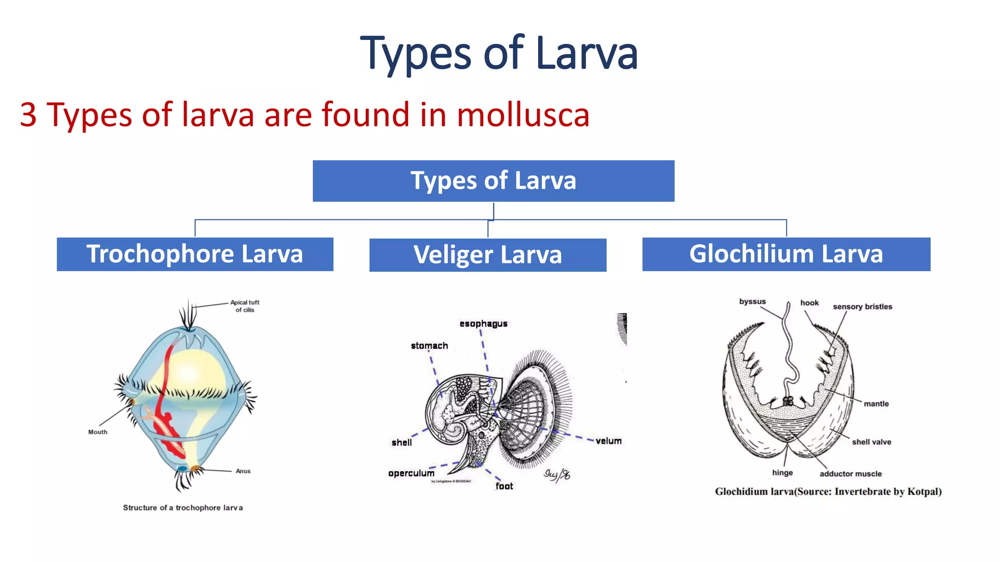 LARVAL FORMS OF MOLLUSCA.pptx