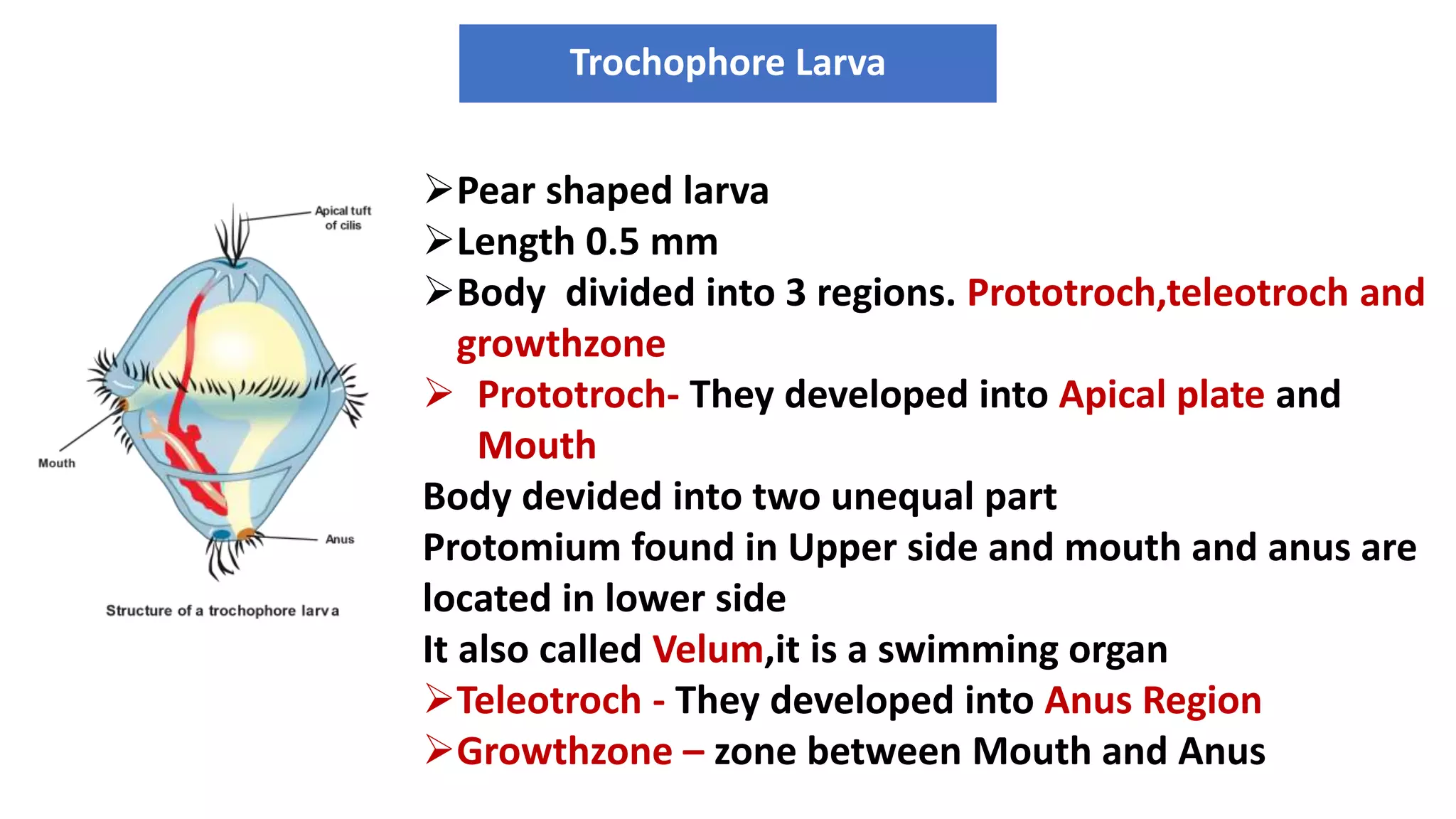 LARVAL FORMS OF MOLLUSCA.pptx