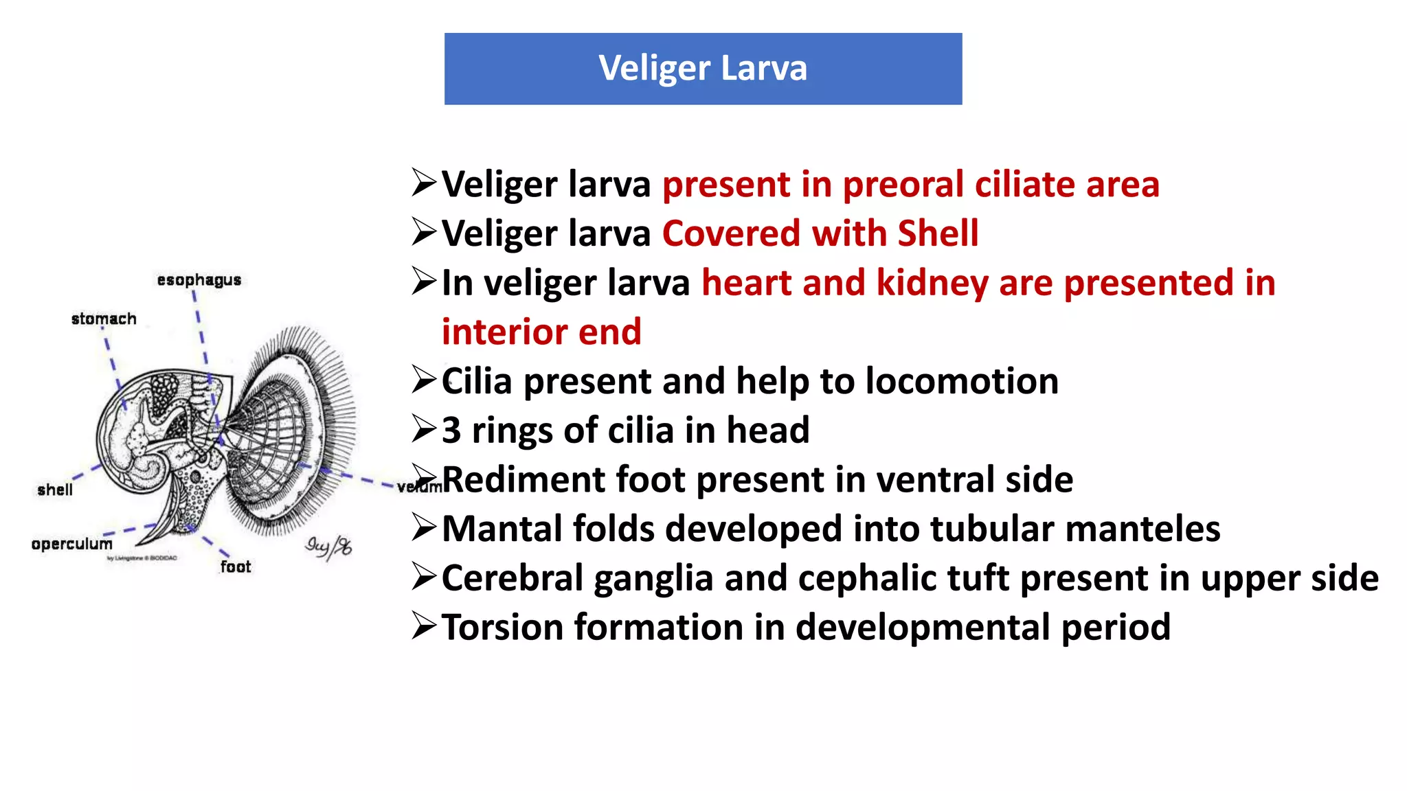 LARVAL FORMS OF MOLLUSCA.pptx