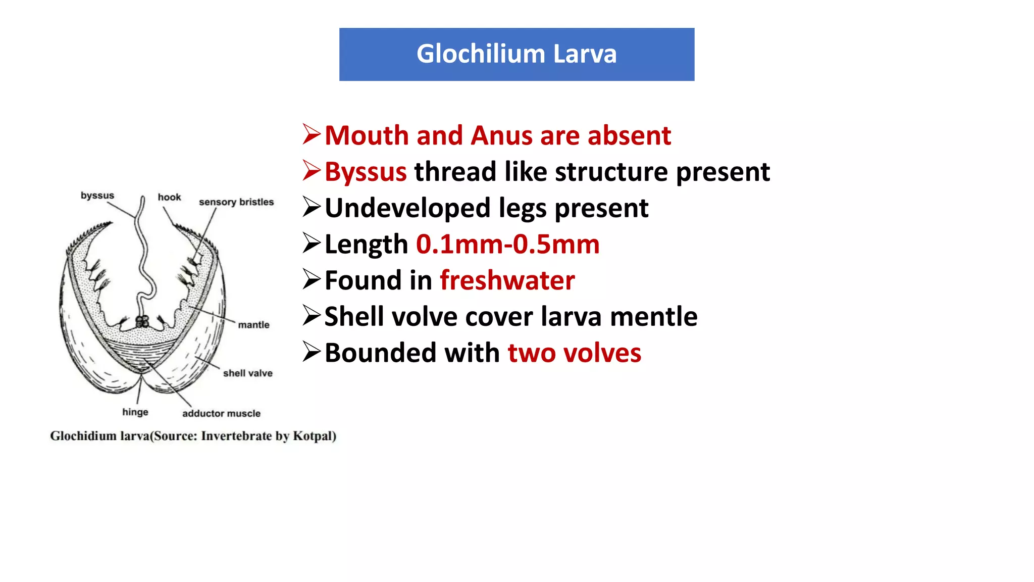 LARVAL FORMS OF MOLLUSCA.pptx
