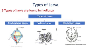 LARVAL FORMS OF MOLLUSCA.pptx