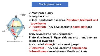 LARVAL FORMS OF MOLLUSCA.pptx