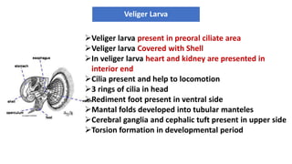 LARVAL FORMS OF MOLLUSCA.pptx