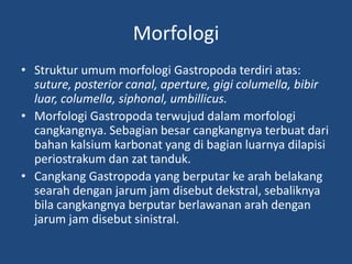 Phylum Mollusca | PPTX