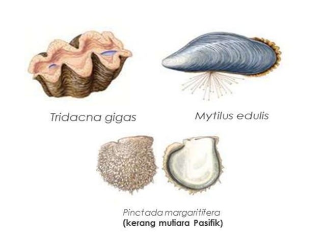 Phylum Mollusca | PPT