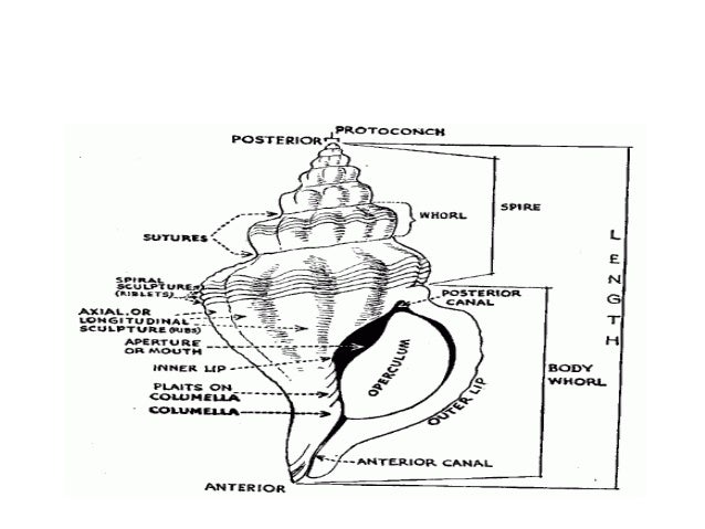 Phylum Mollusca