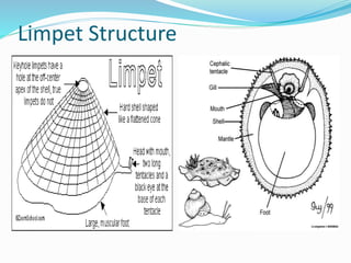 Molluscan | PPTX