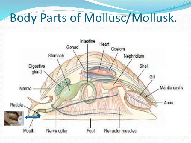 Molluscan
