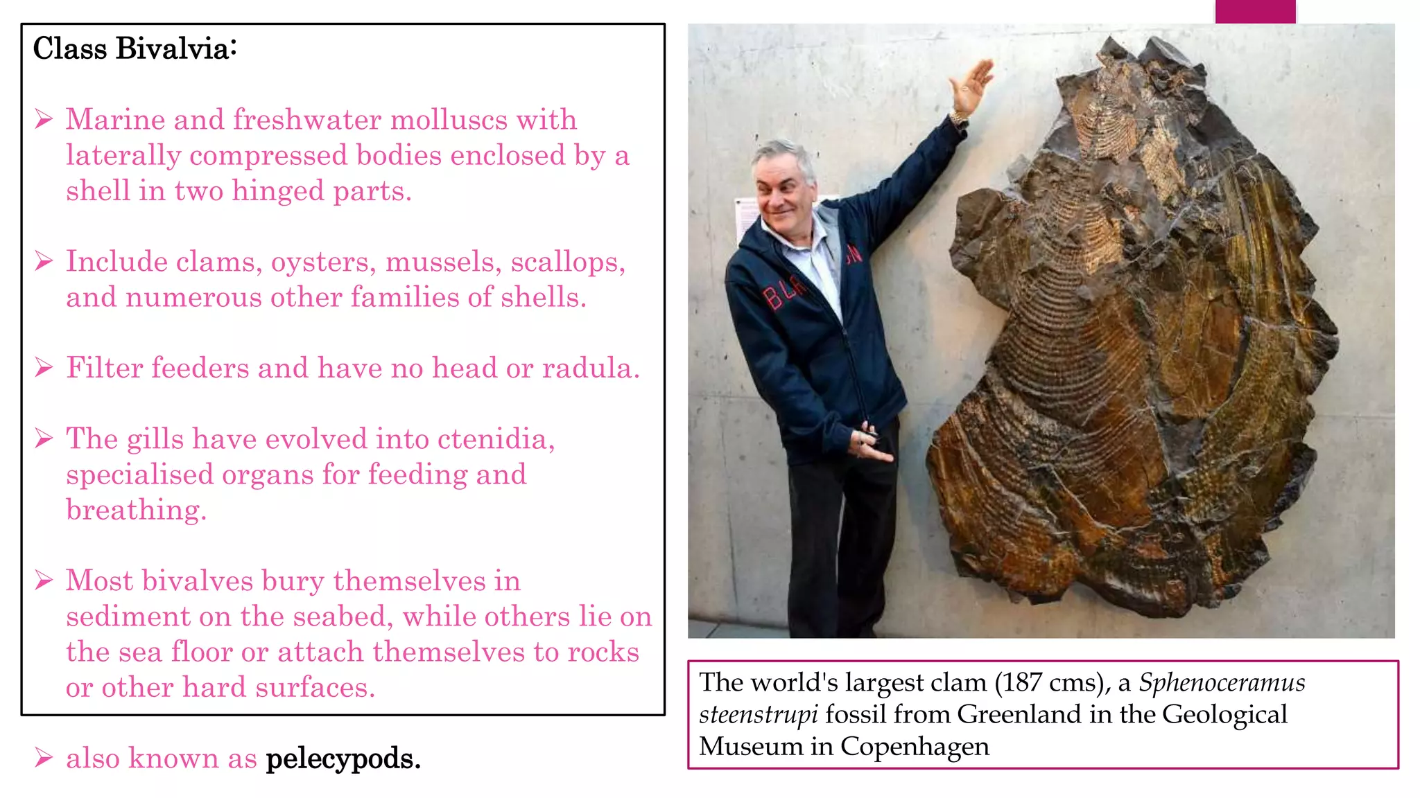 Mollusca of India and need for conservation | PPTX