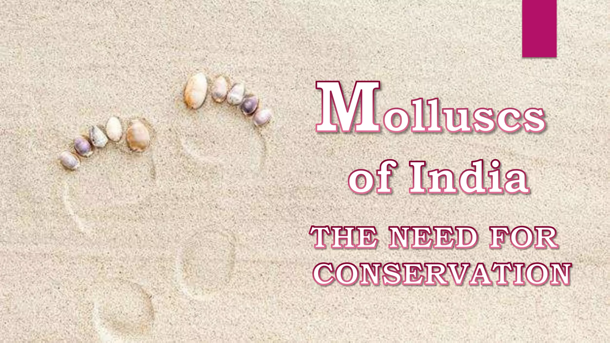 Mollusca of India and need for conservation | PPTX