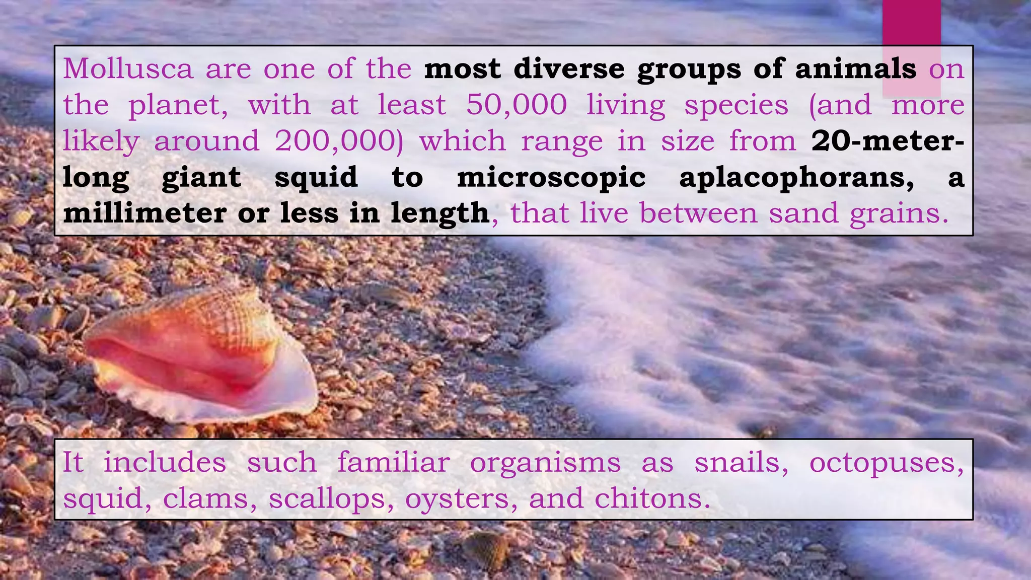 Mollusca of India and need for conservation | PPTX