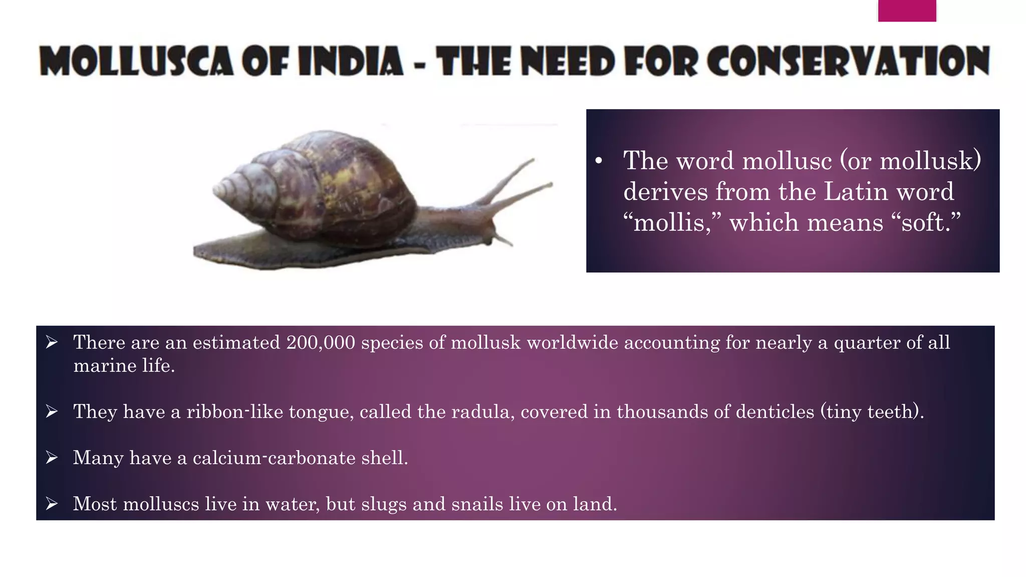 Mollusca of India and need for conservation | PPTX