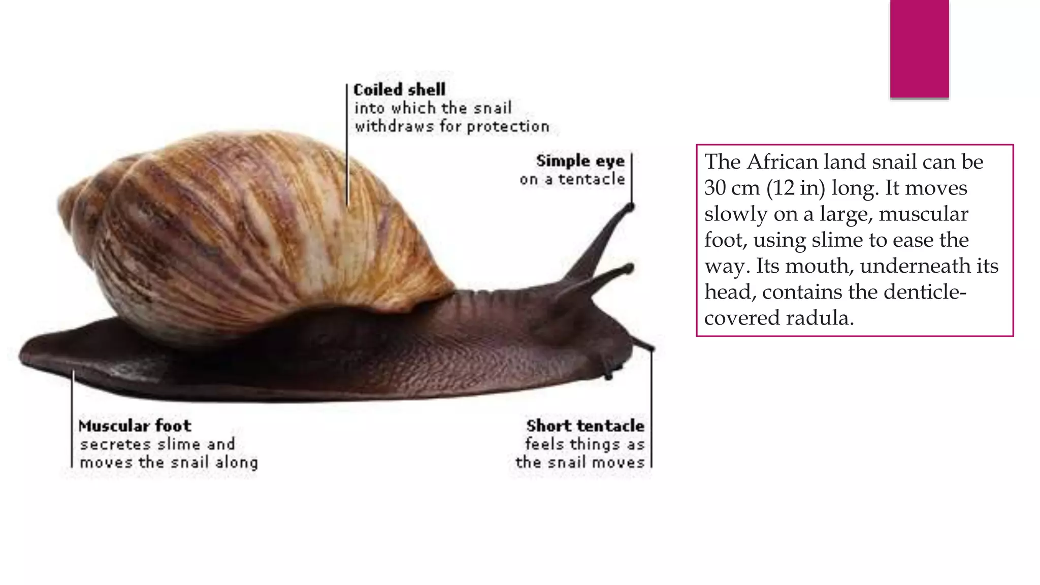 Mollusca of India and need for conservation | PPTX