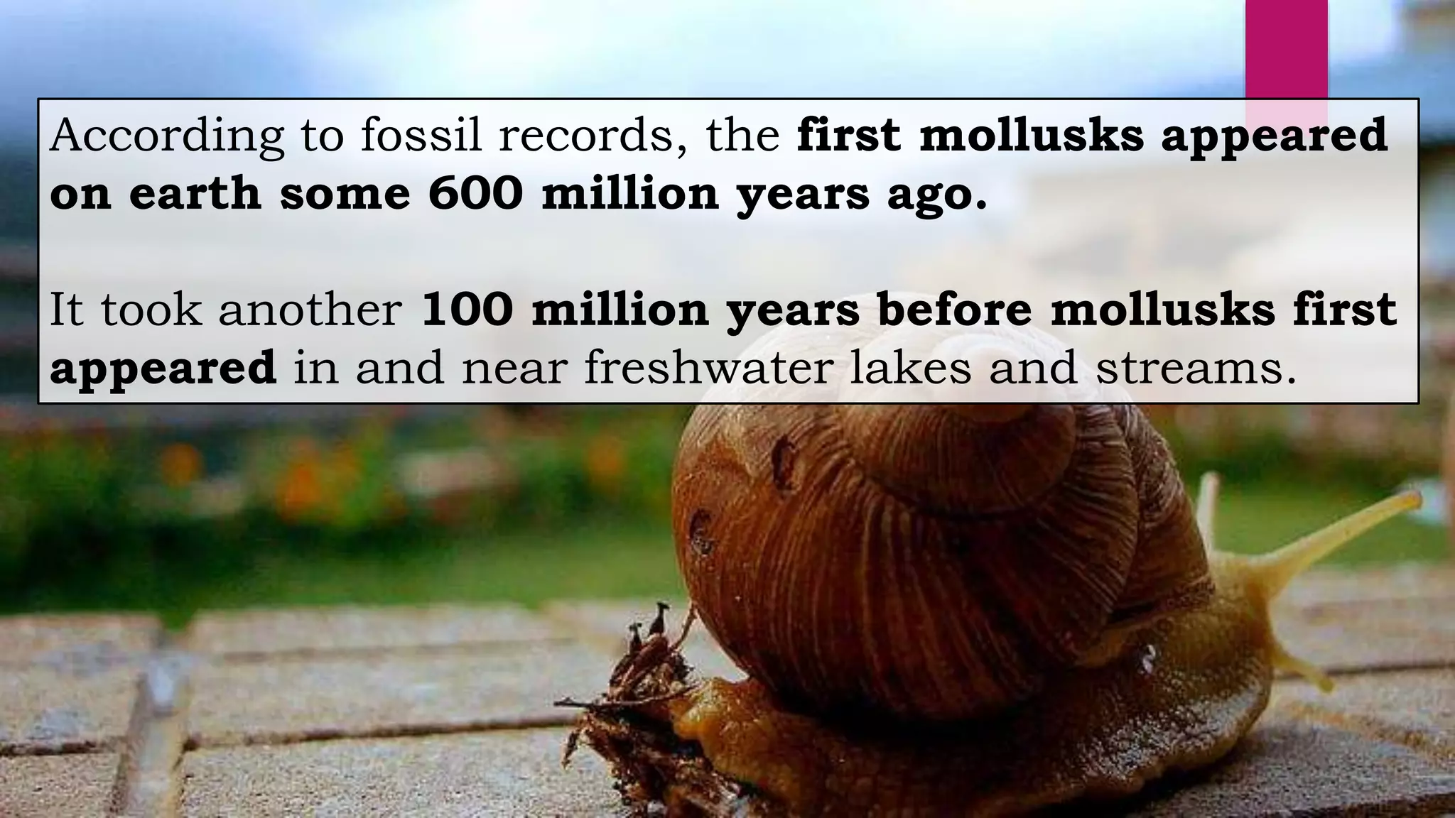 Mollusca of India and need for conservation | PPTX