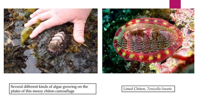 Mollusca of India and need for conservation | PPTX