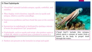 Mollusca of India and need for conservation | PPTX