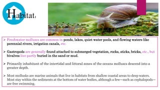 Mollusca of India and need for conservation | PPTX