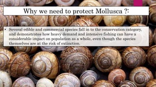 Mollusca of India and need for conservation | PPTX