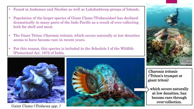 Mollusca of India and need for conservation | PPTX