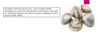 Mollusca of India and need for conservation | PPTX