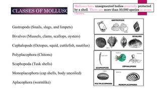 Mollusca of India and need for conservation | PPTX