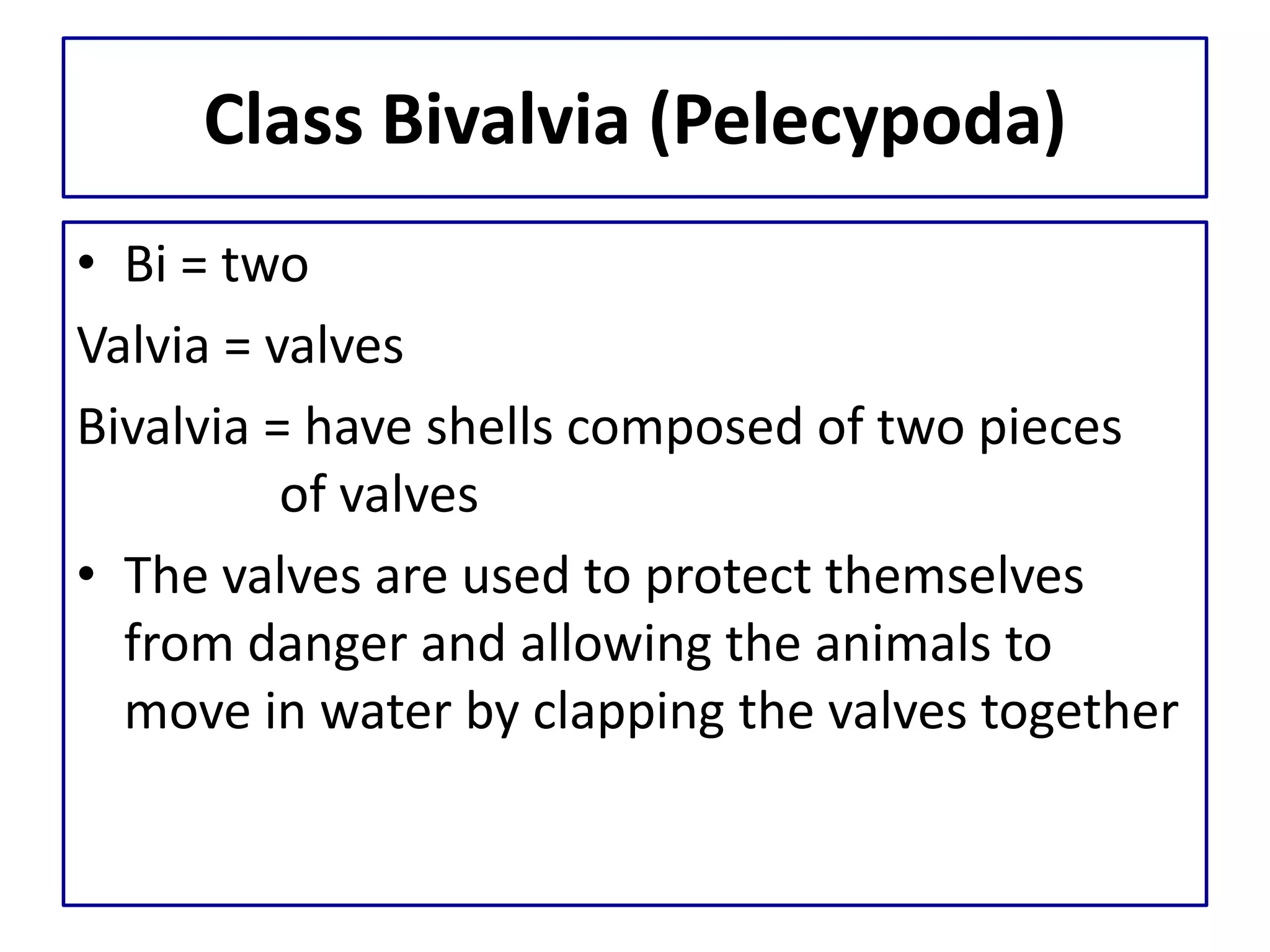 Mollusca vania rolla | PPTX