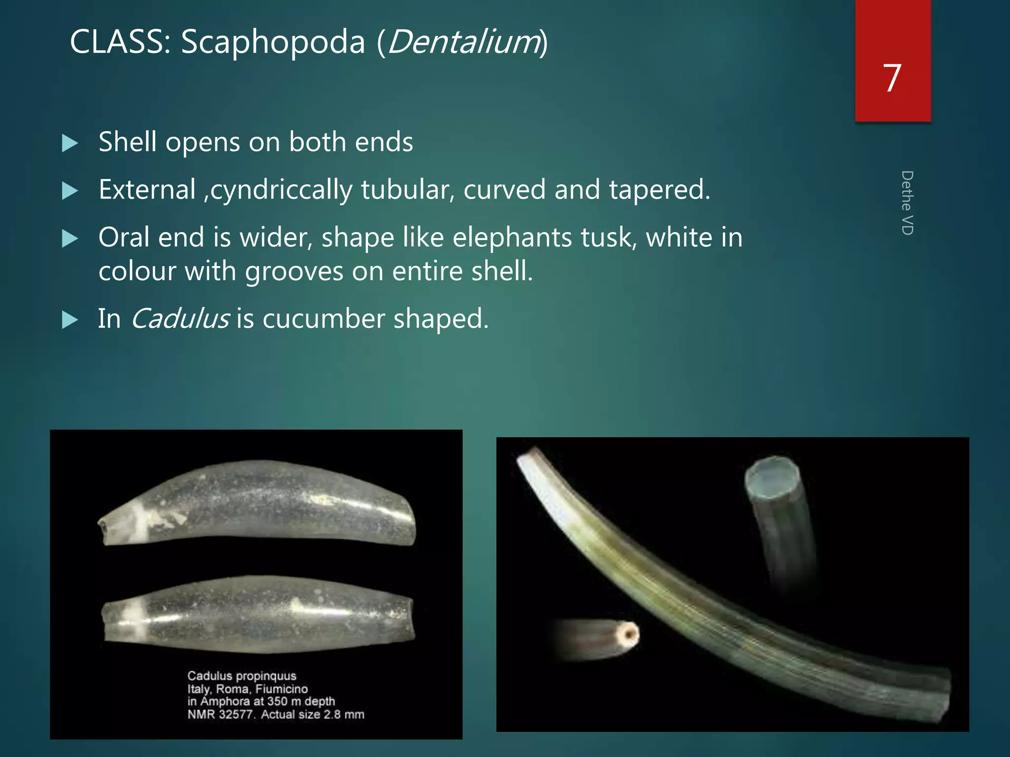 Phylum : Mollusca | PPT